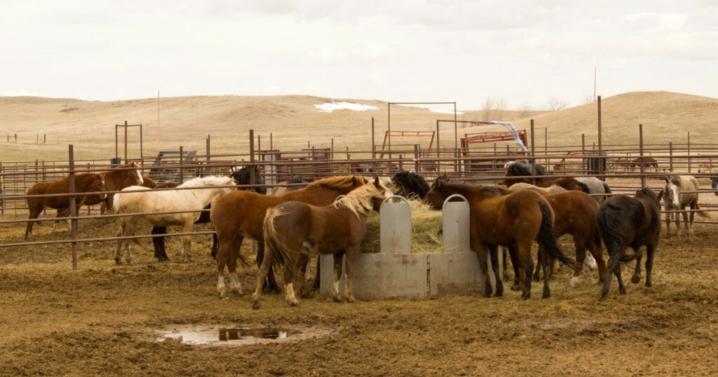 BLM to Host Wild Horse Adoption During Cheyenne Frontier Days ...