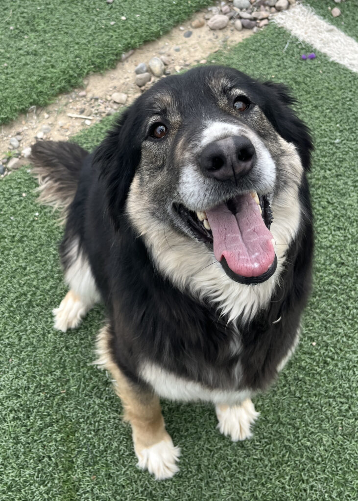 Adorable Adoptables: Kiara, Molly, and Helga - SweetwaterNOW