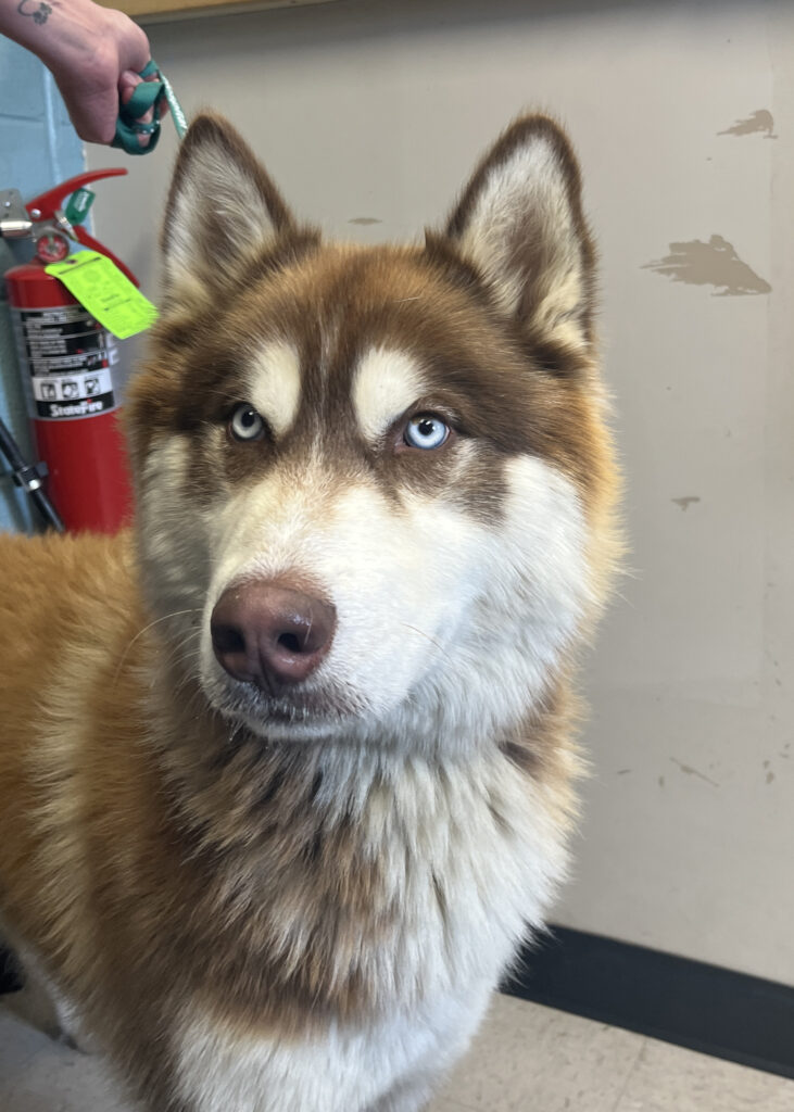 Adorable Adoptables: Chato, Mocha and Samba - SweetwaterNOW